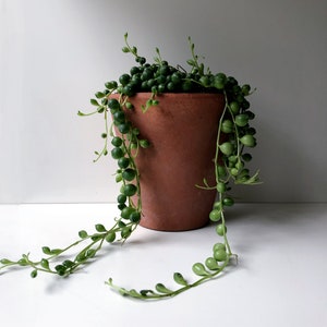 String of Peas String of Pearls String of Beads Senecio | Etsy