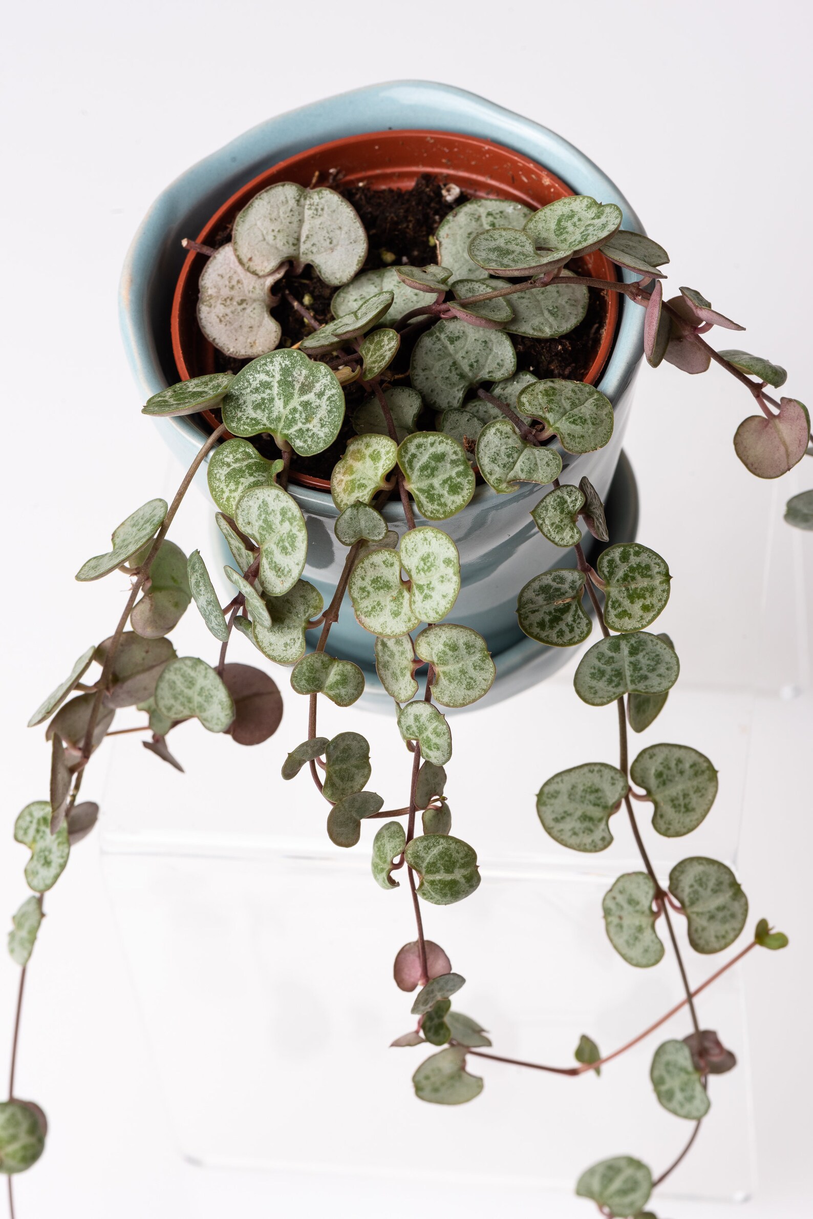 Silver Glory String of Hearts Plant Ceropegia Woodii | Etsy