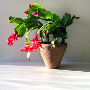 Red Christmas Cactus, Red Zygo Cactus, Zygocactus, Schlumbergera ...