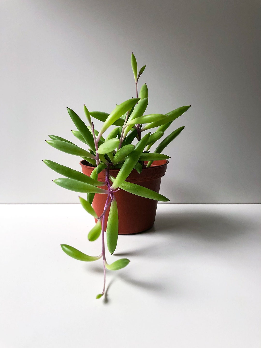 2.5" Pickle Vine, Ruby Necklace Plant, Othonna Capensis, Pickle Plant ...