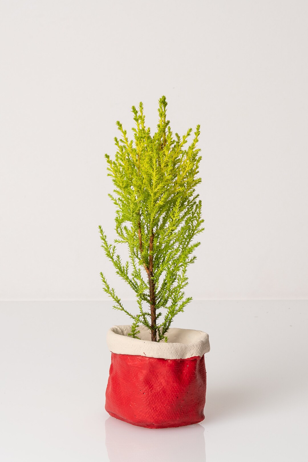 Santa Sack Planter With Lemon Cypress Mini Tree Tiny Tree and - Etsy