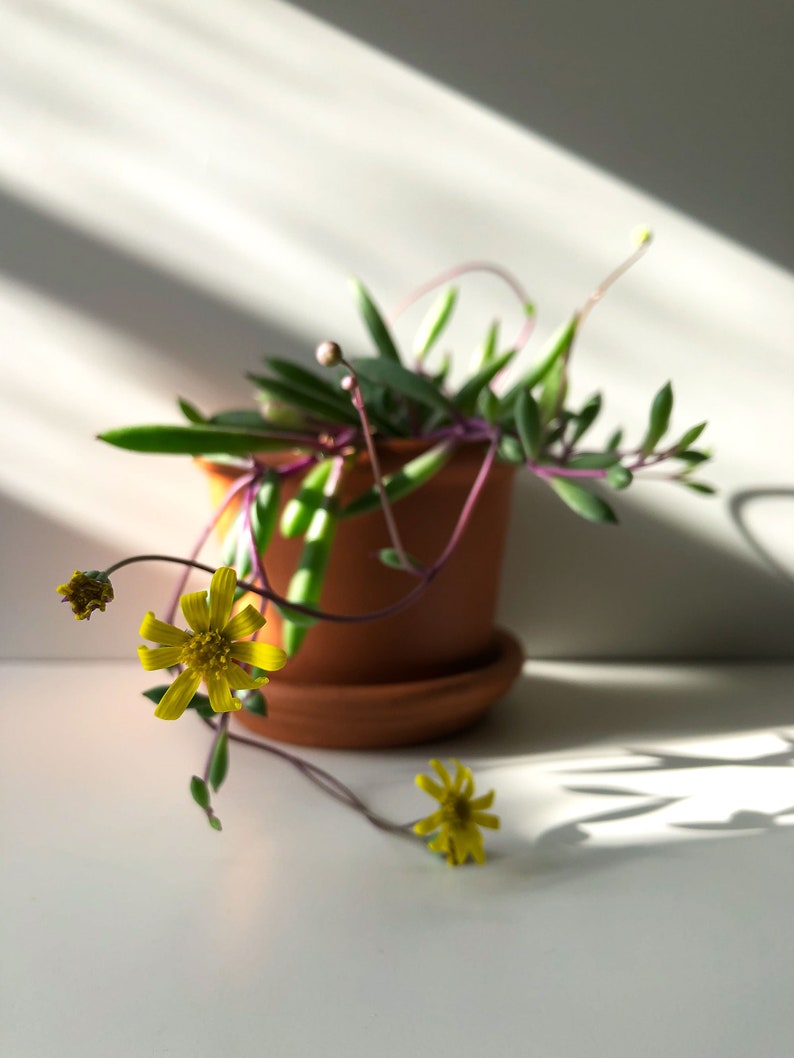 2.5 Pickle Vine Ruby Necklace Plant Othonna Capensis - Etsy