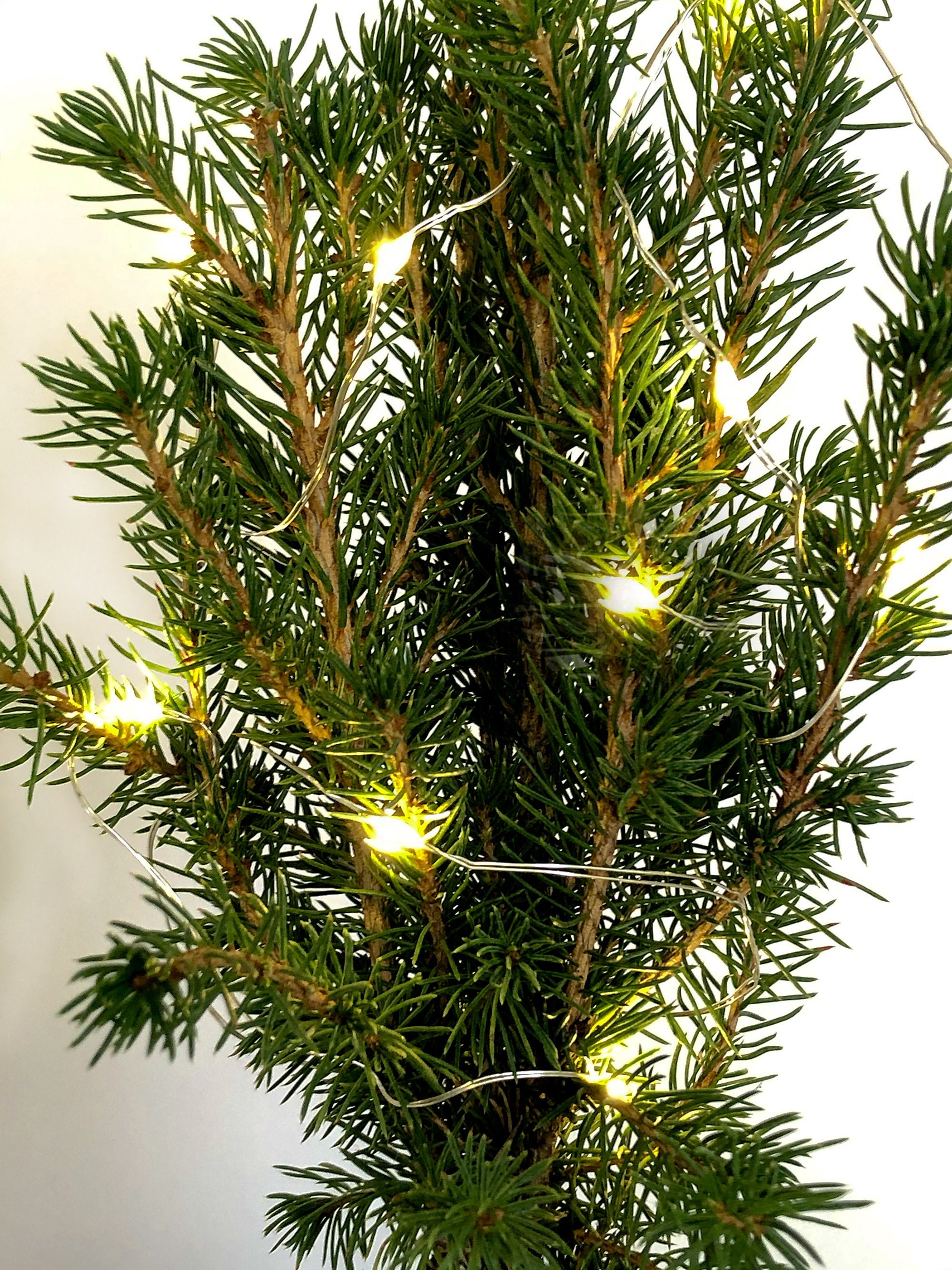 Copper Wire Lights, Fairy Lights, Mini Lights, Christmas Lights, LED ...