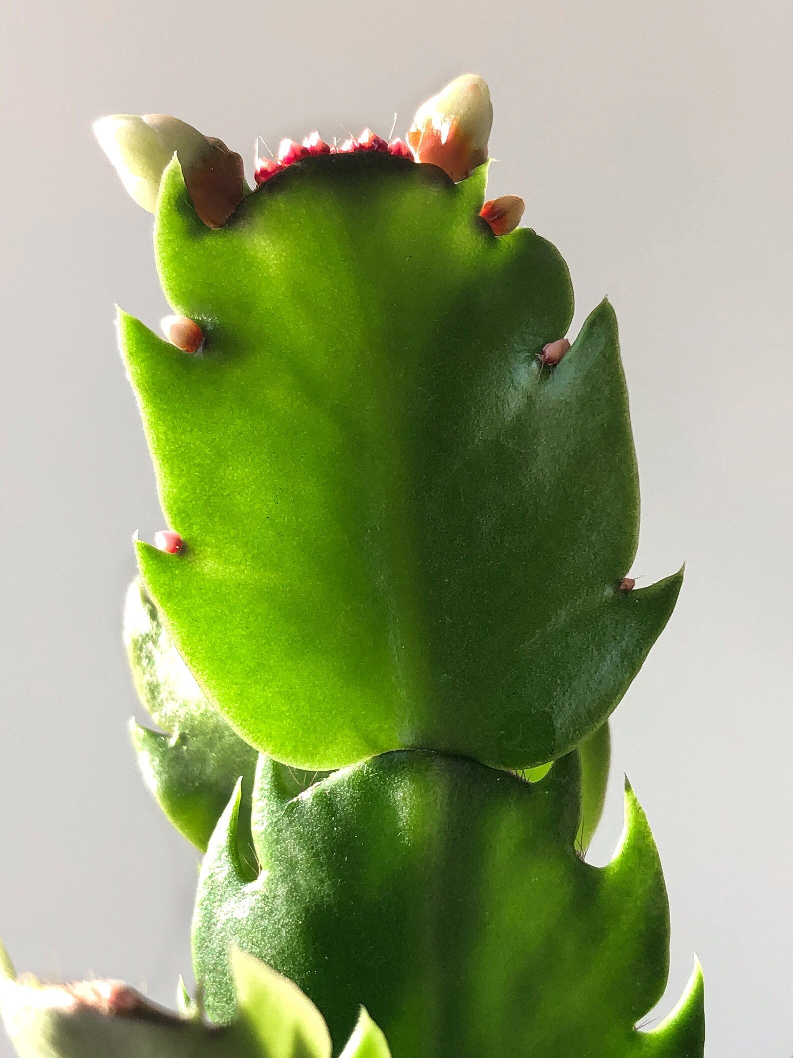 White Zygo Cactus Christmas Cactus Zygocactus Schlumbergera | Etsy
