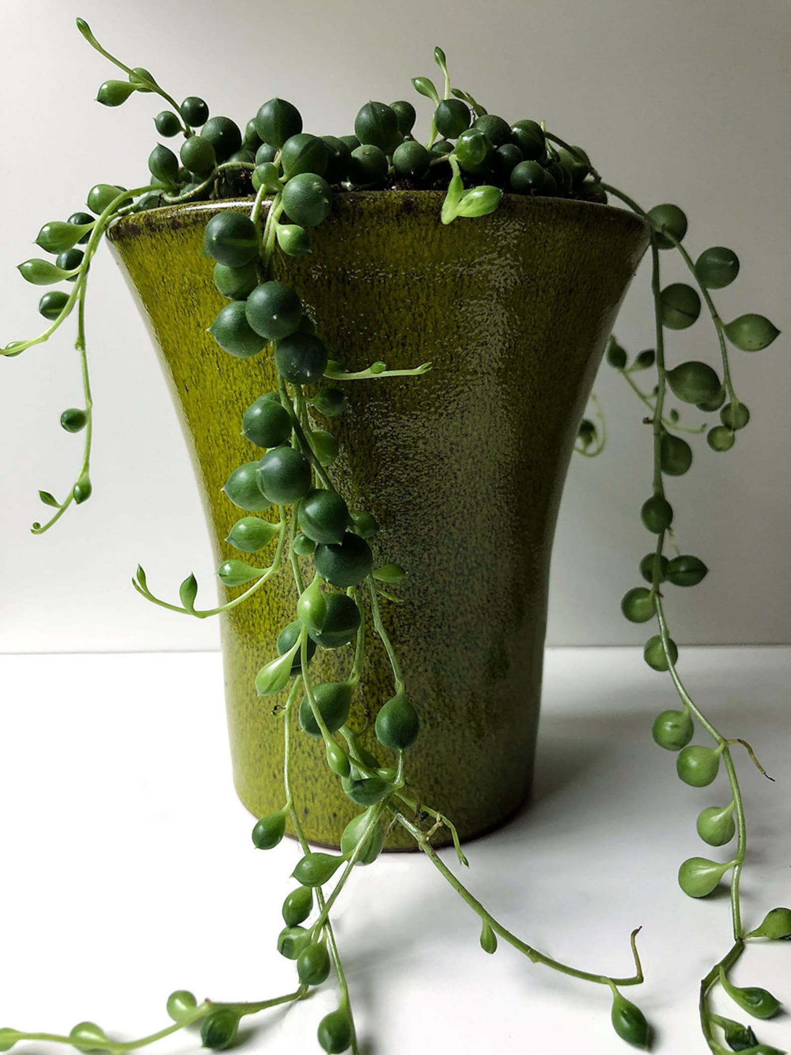 String of Peas String of Pearls String of Beads Senecio - Etsy UK