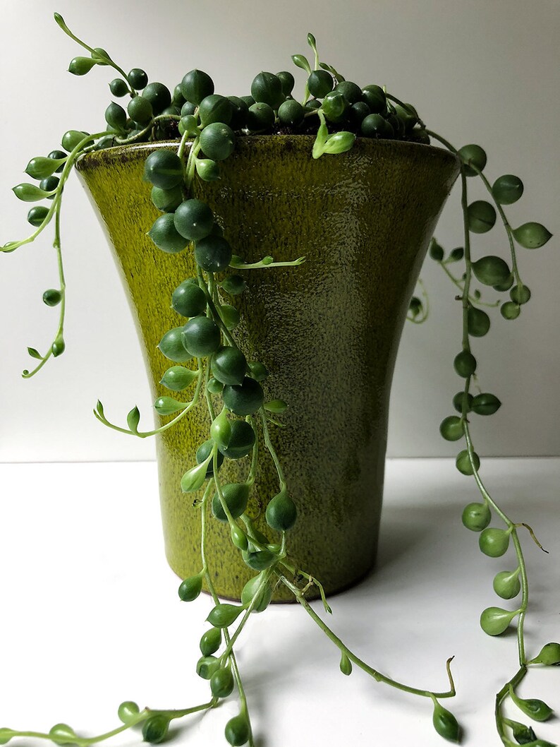 String of Peas String of Pearls String of Beads Senecio | Etsy