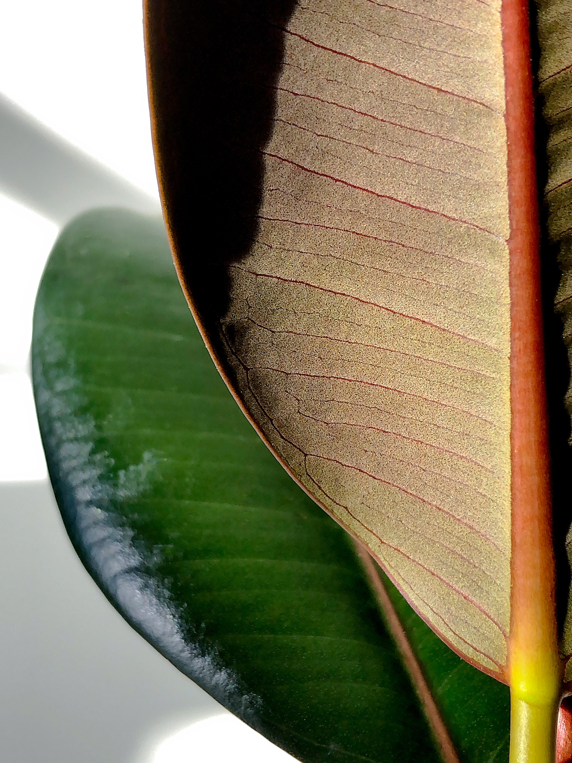 Rubber Tree Plant Ficus elastica Black Prince Rubber Fig | Etsy