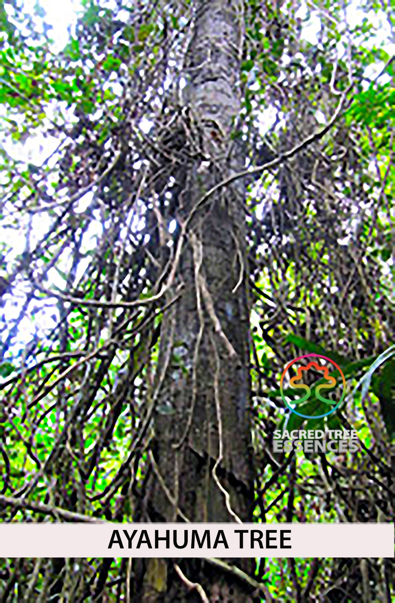 AYAHUMA ESSENCE Amazonian Shamanic Sacred Master Plant Remedy Handmade ...