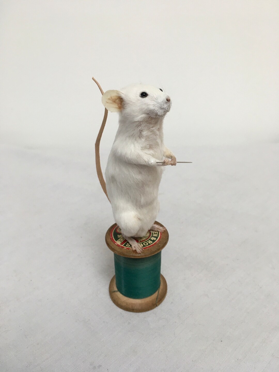 Sebastian Mouse Taxidermy Mouse - Etsy UK