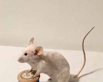 Taxidermy mice | Etsy