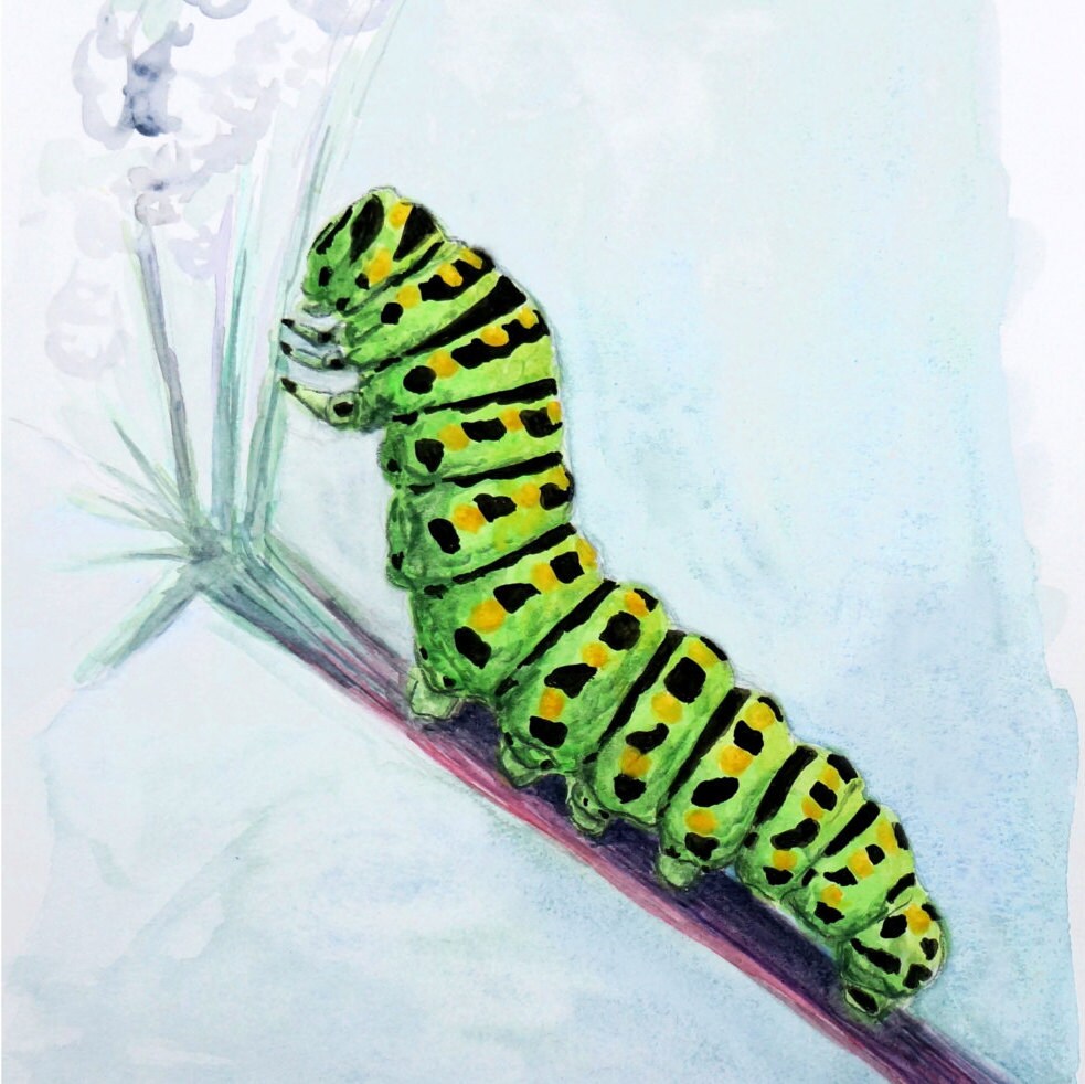 CATERPILLAR PRINT insect painting bug art caterpillar | Etsy