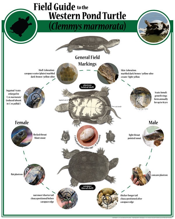 Poster: Field Guide to the Western Pond Turtle - Etsy
