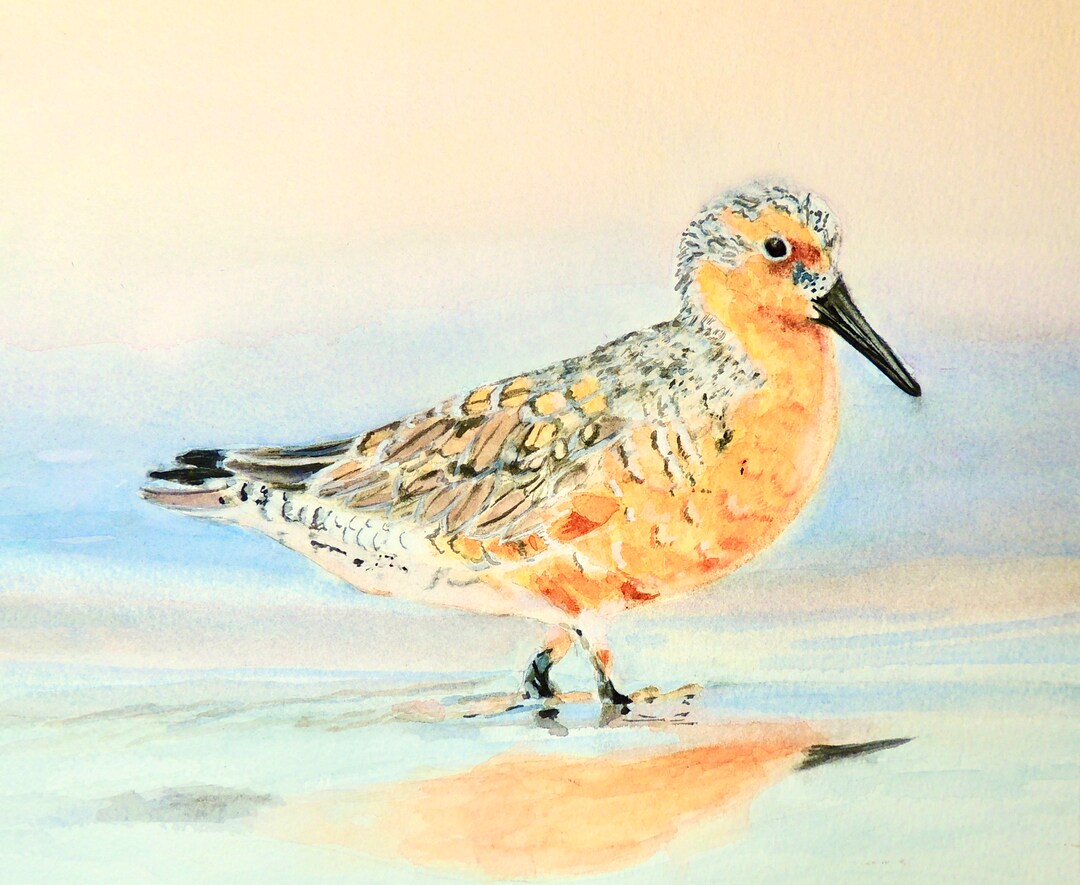 Red Knot Sandpiper Wading on the Shoreline Shorebird Print - Etsy