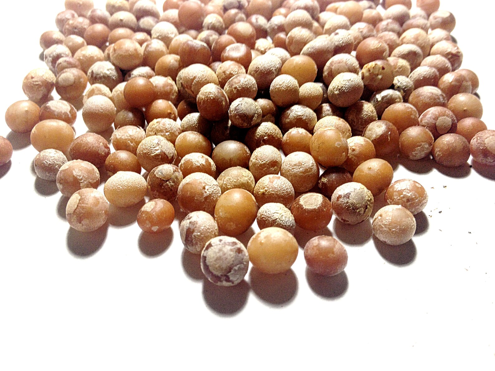 Dracaena Draco dragon Tree Seeds - Etsy