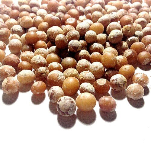 Dracaena Draco dragon Tree Seeds - Etsy