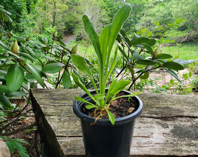 1 LIVE Silene Capensis african Dream Root ORGANIC Potted Plant - Etsy