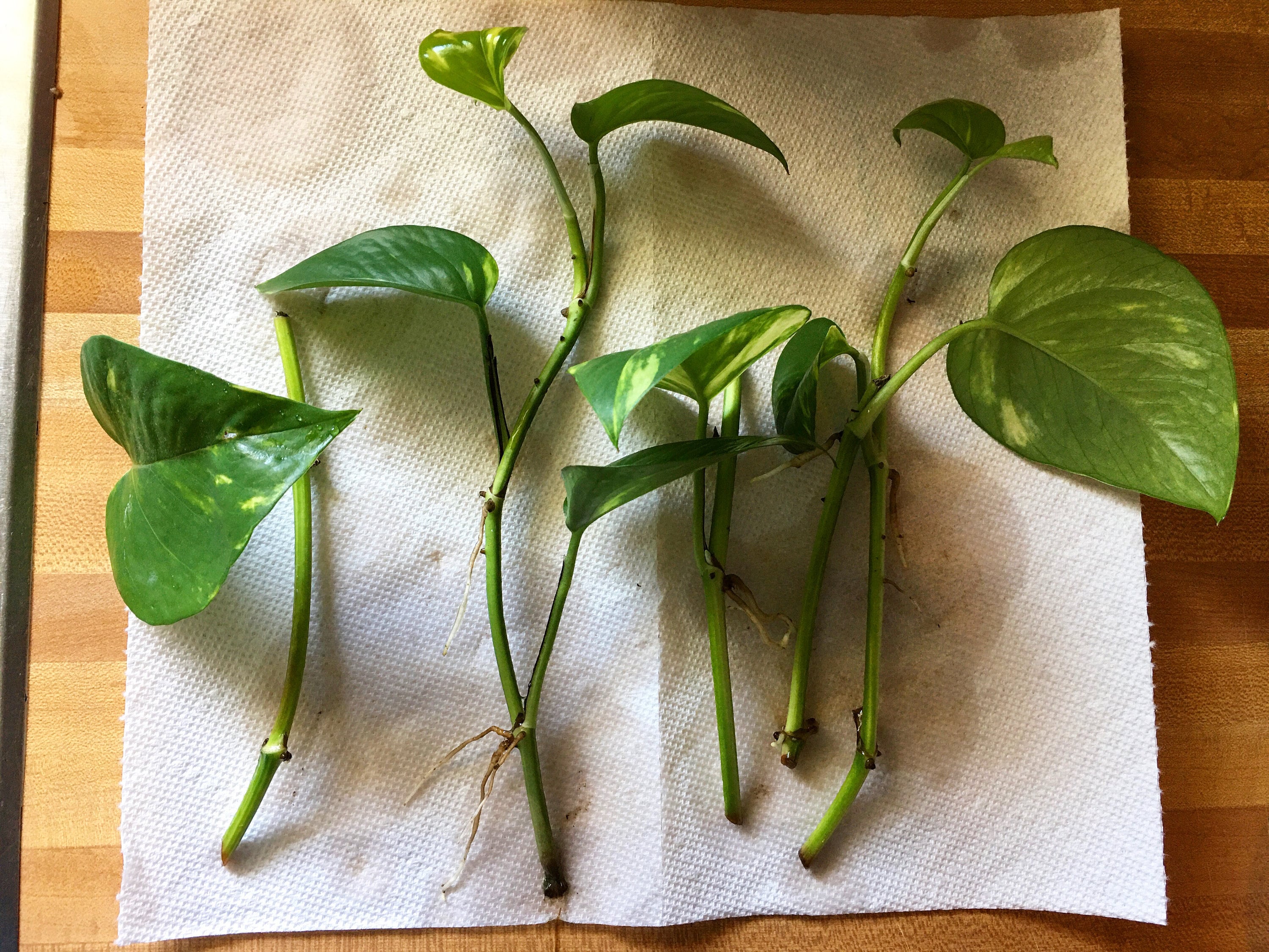 Golden Pothos Cutting! - Etsy