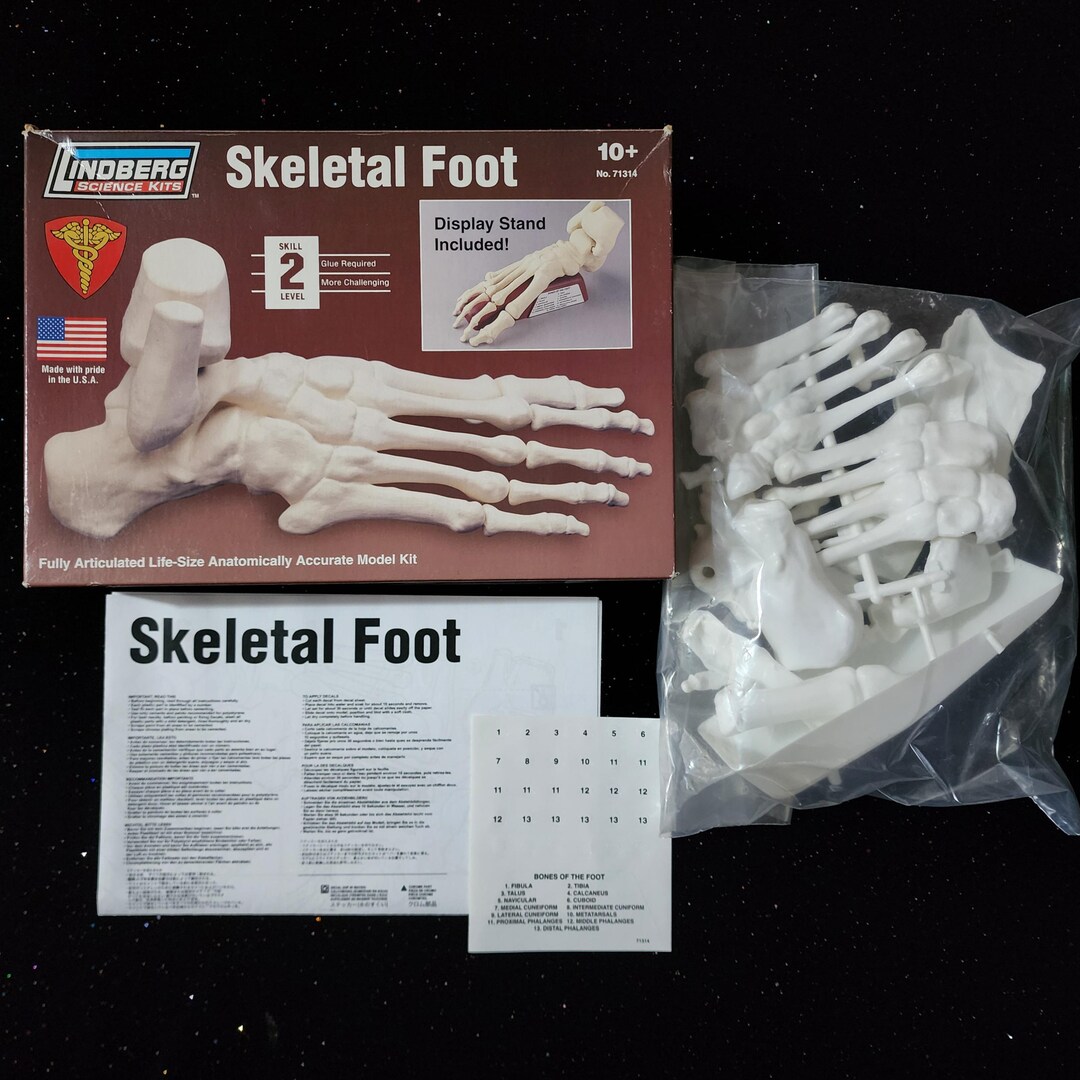 Vintage Unused Lindberg Science Skeletal Foot Fully Articulated Life ...