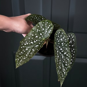 Nagareboshi Begonia Maculata, shooting Star Begonia, Rare Begonia Starter Plant, Japanese ...