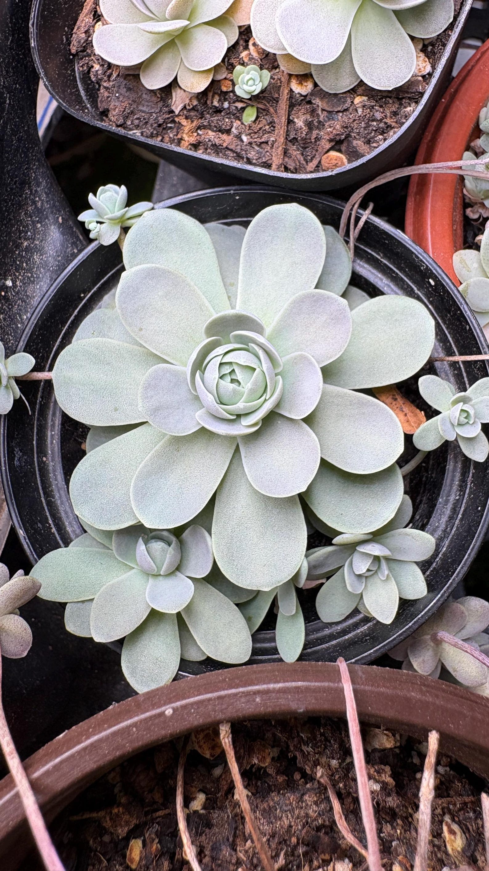 Pink Panther Tradescantia, Pink Lady Sedum, Callisia Repens, Variegated ...