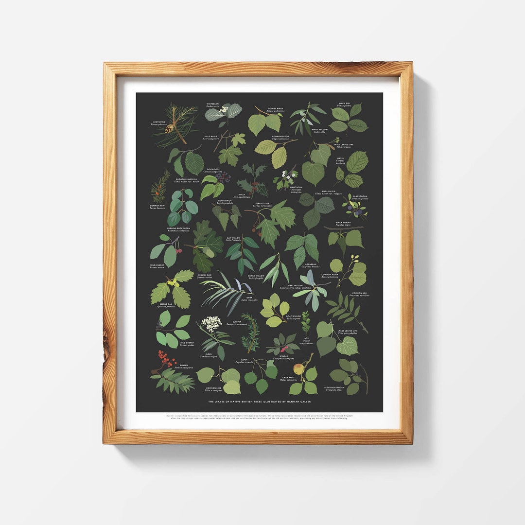The Leaves of Native British Trees - Etsy