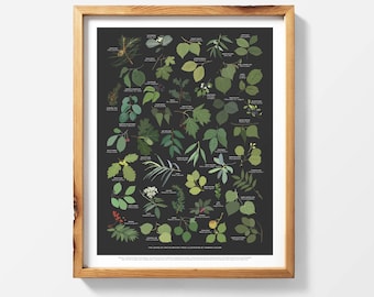 The Leaves of Native British Trees Print - Etsy UK