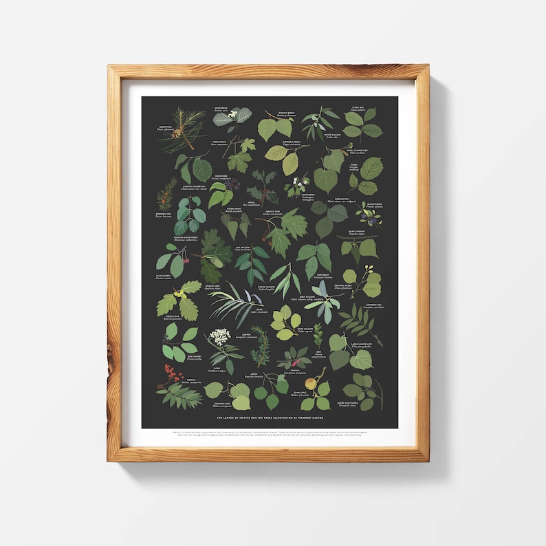 The Leaves of Native British Trees - Etsy