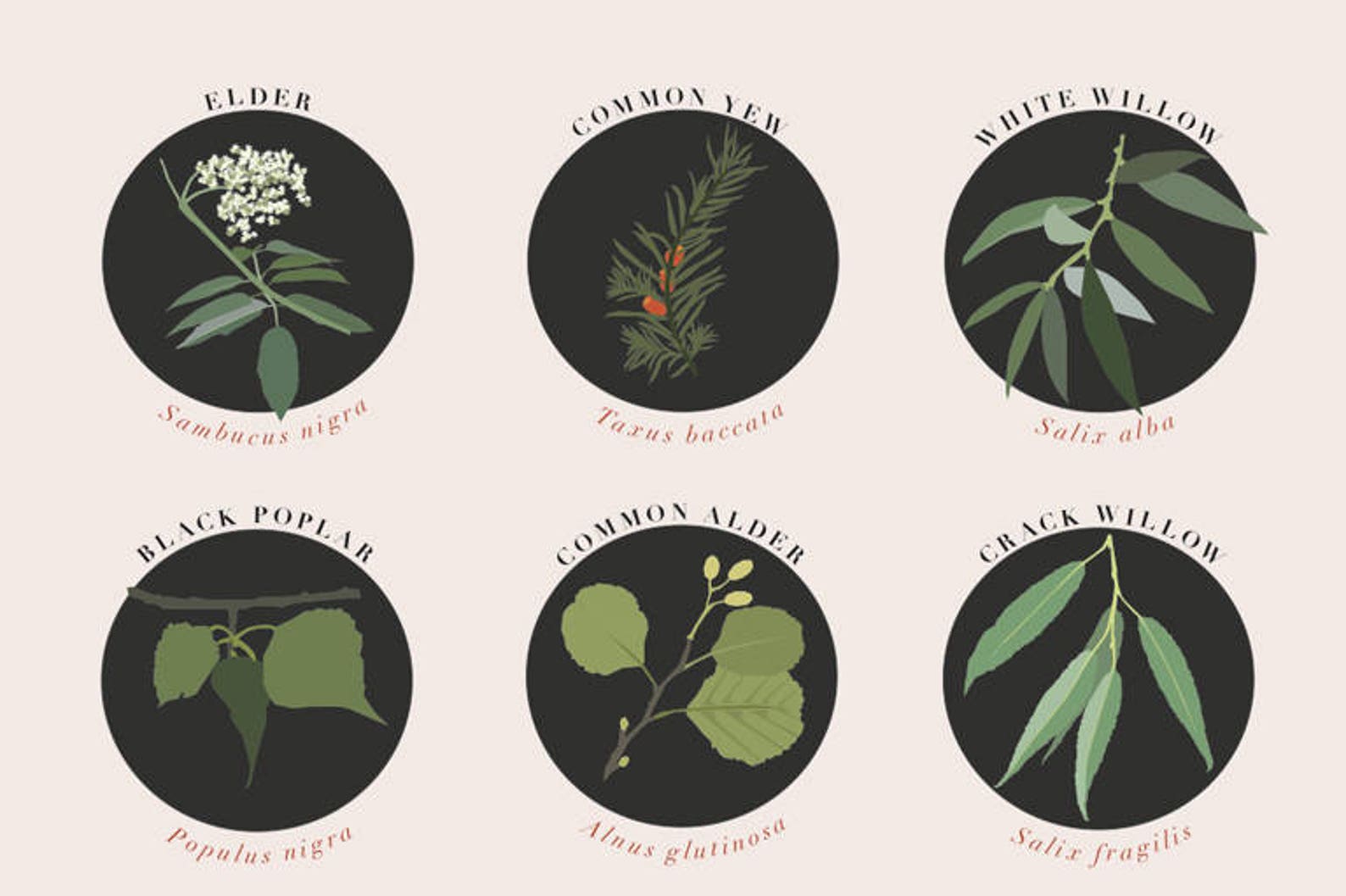 The Leaves of Native British Trees Print - Etsy UK