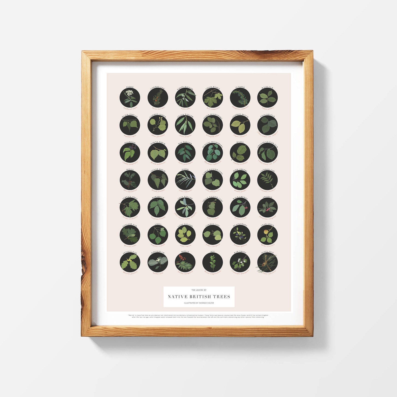 The Leaves of Native British Trees Print - Etsy UK
