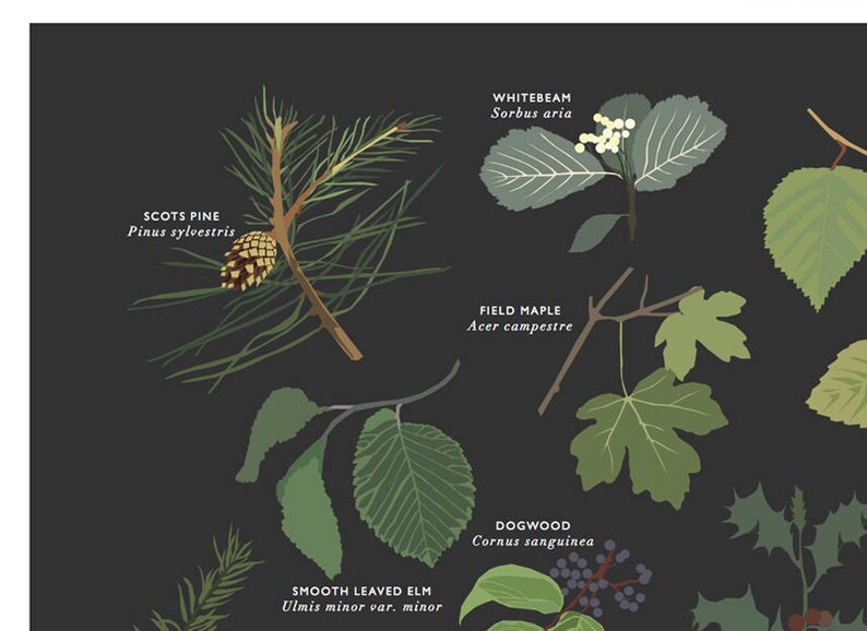 The Leaves of Native British Trees - Etsy