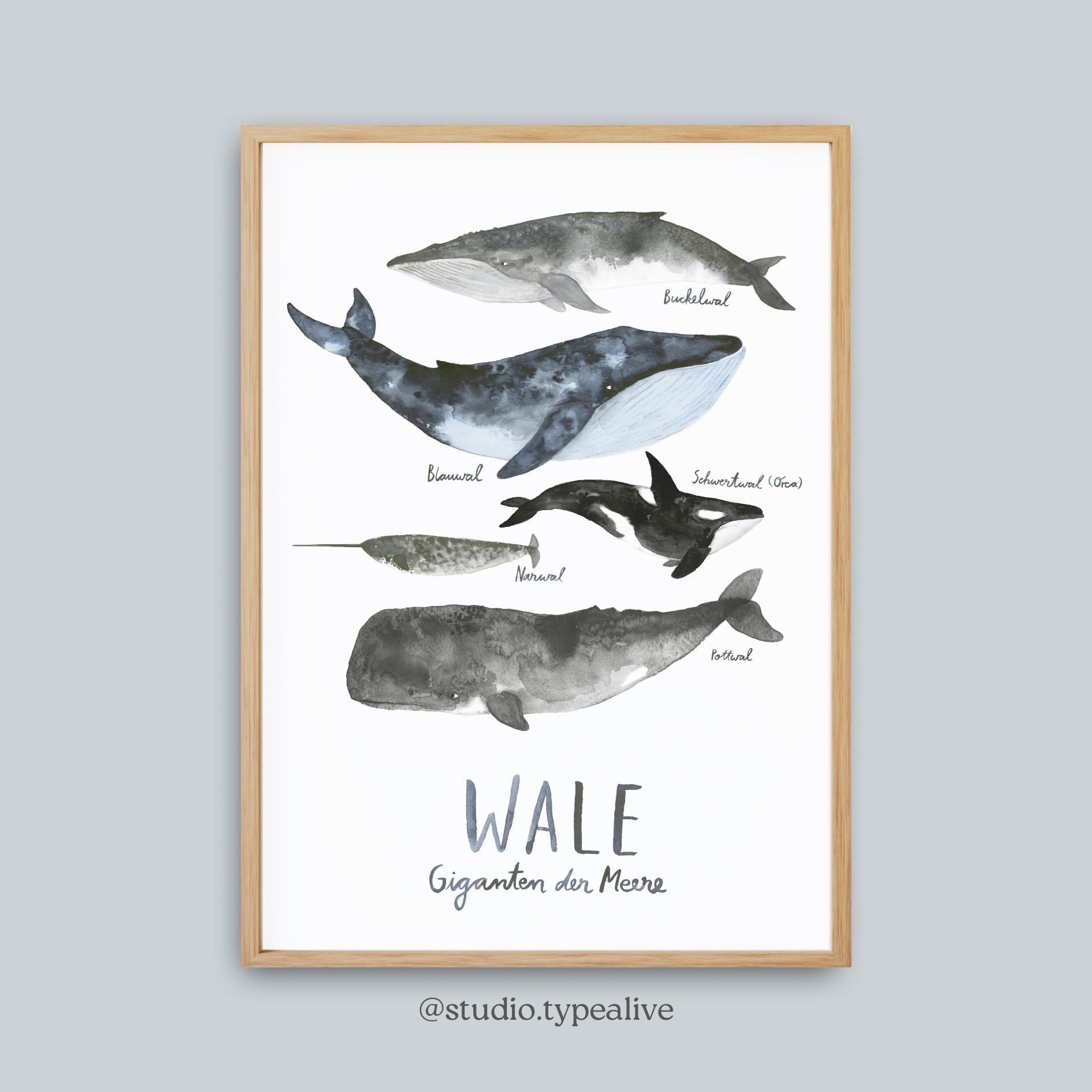 Poster Wandbild / WALE / Lernposter mit Pottwal, Blauwal, Naturfreunde ...