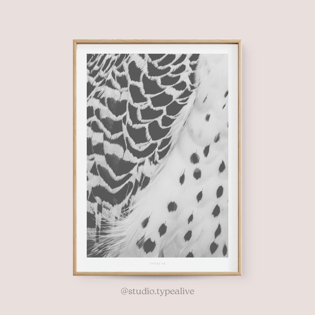 Poster Wall Picture / FEATHER NO. 2 / Feather, Photo, Bird, Art Print ...
