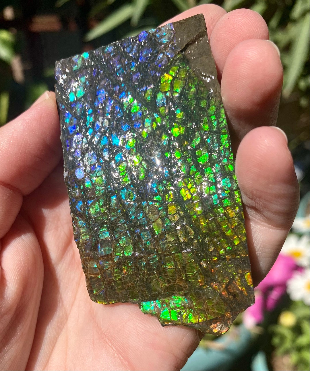 Vibrant Blue-green Opalescent Ammolite Gem Specimen - Transformation ...
