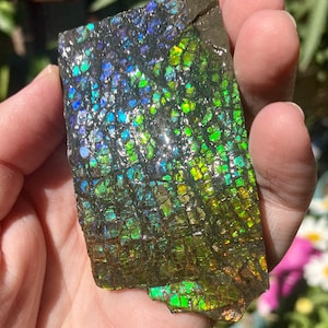 Vibrant Blue-green Opalescent Ammolite Gem Specimen - Transformation ...