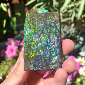 Vibrant Blue-green Opalescent Ammolite Gem Specimen - Transformation ...