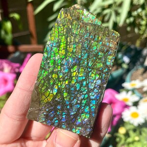 Vibrant Blue-green Opalescent Ammolite Gem Specimen - Transformation ...