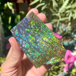 Vibrant Blue-green Opalescent Ammolite Gem Specimen - Transformation ...
