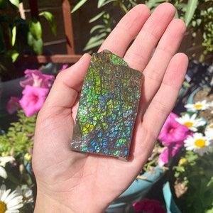 Vibrant Blue-green Opalescent Ammolite Gem Specimen - Transformation ...