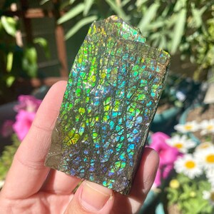 Vibrant Blue-green Opalescent Ammolite Gem Specimen - Transformation ...