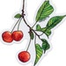 Cherry Fruit Tree Vinyl Sticker, Cute Watercolor Botanical Illustration ...