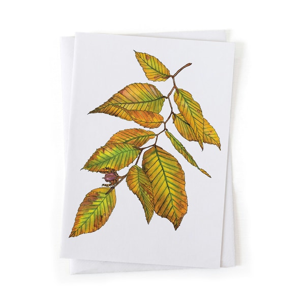 American Beech Trees - Etsy