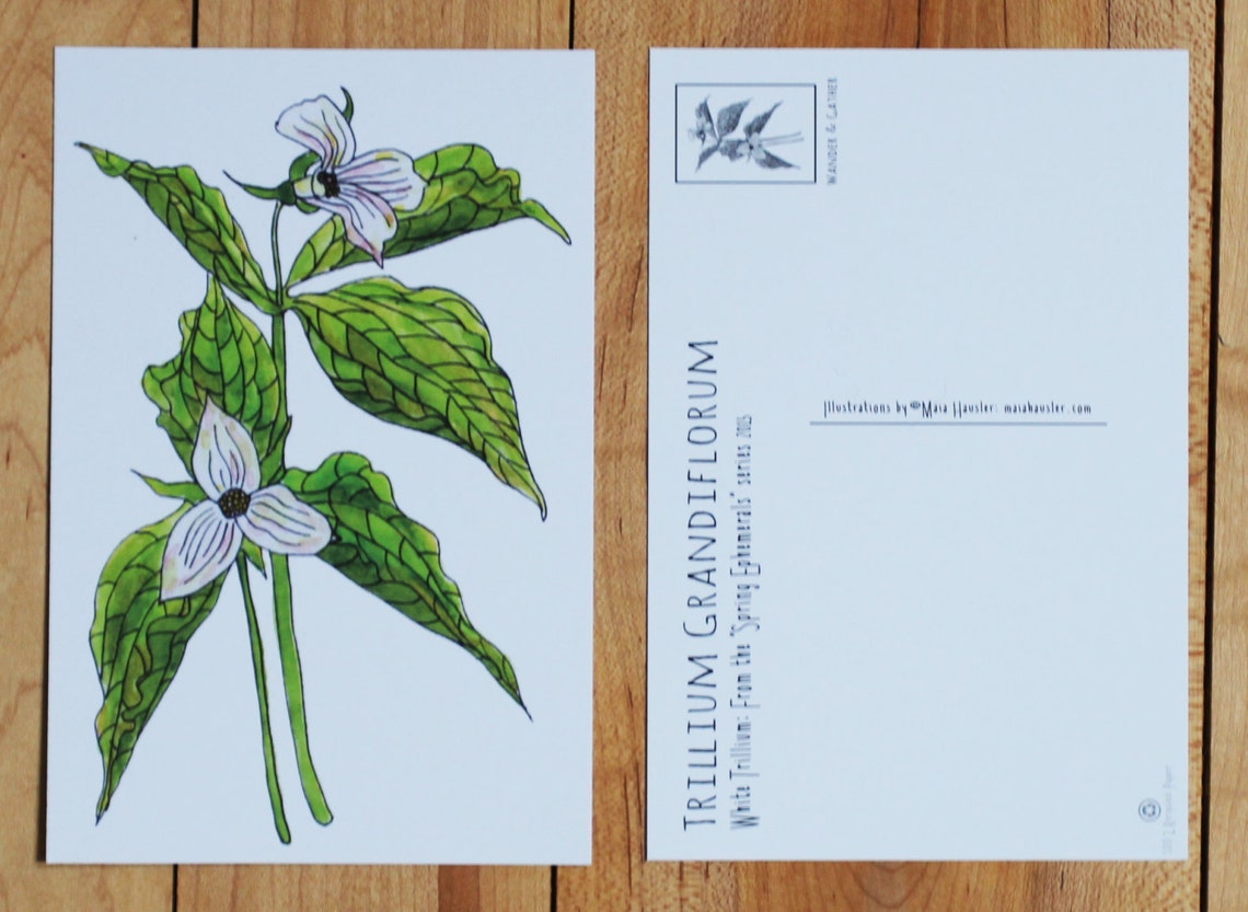 Native Plants and Wildflowers Postcards, Set of 10 Cards - Etsy