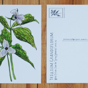 Native Plants and Wildflowers Postcards, Set of 10 Cards - Etsy