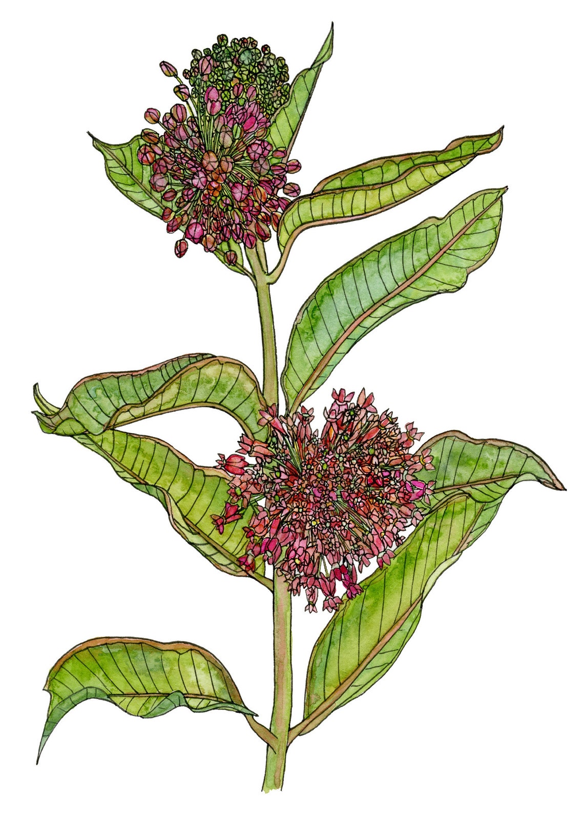 NEW: Common Milkweed Summer Wildflower Botanical Illustration - Etsy