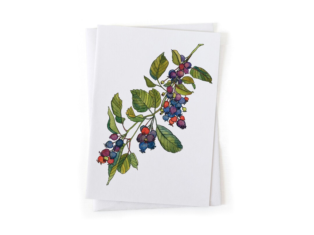 NEW: Serviceberry Juneberry Wild Berry Foraging Botanical Illustration ...