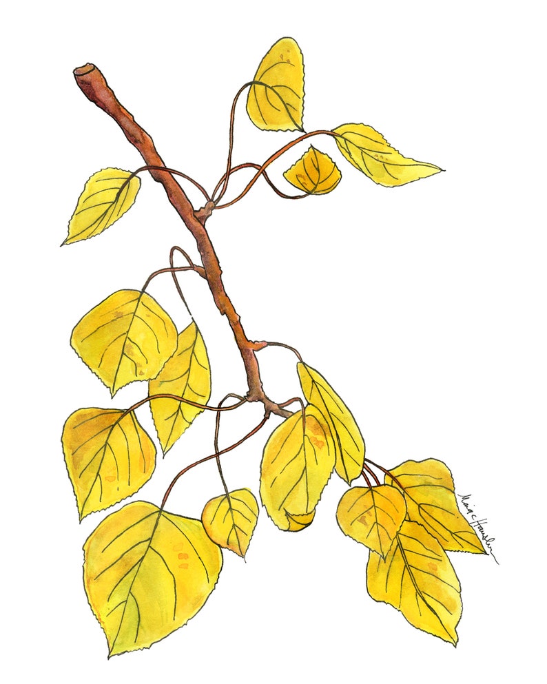 Quaking Aspen Tree Autumn Native Plant Branch 8x10 Archival - Etsy