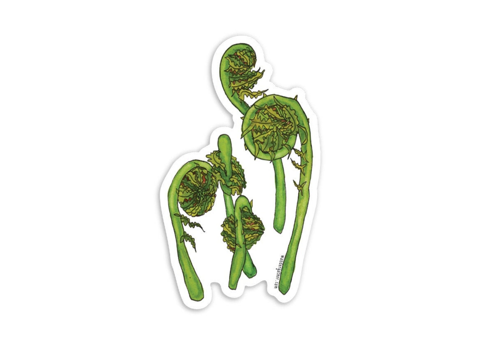 Fiddlehead Fern Native Plant Waterproof Vinyl Sticker, Watercolor ...