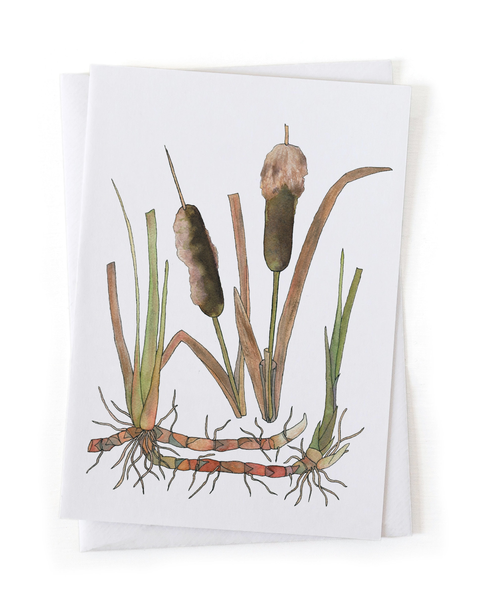 Cattail Drawing