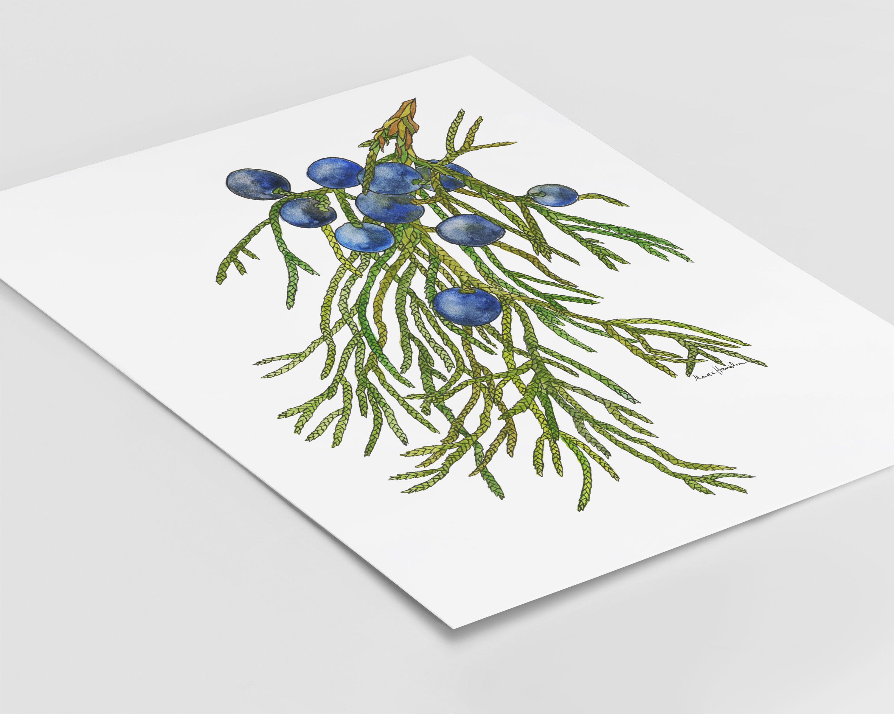 Juniper Evergreen Tree Winter Native Plant 8x10 Archival Print - Etsy