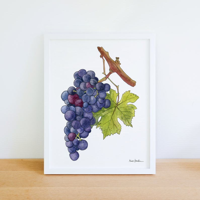 Pinot Noir Grape Vine Botanical Illustration 8x10 Archival - Etsy